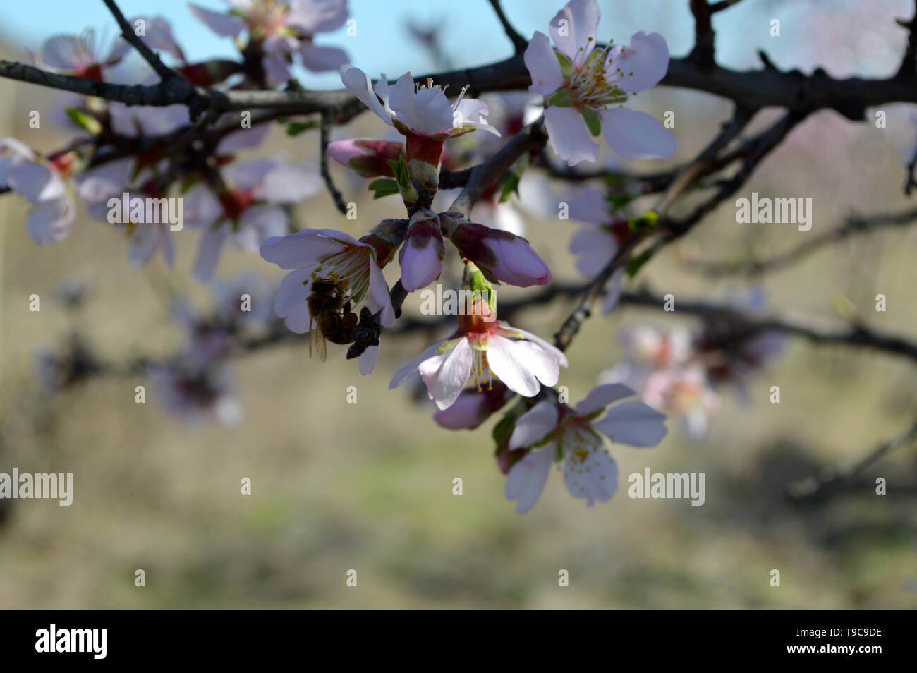 Almond blossoms honey bee hi-res stock photography and images - Alamy