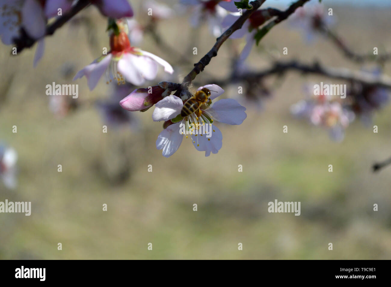 Summer time bugs hi-res stock photography and images - Alamy