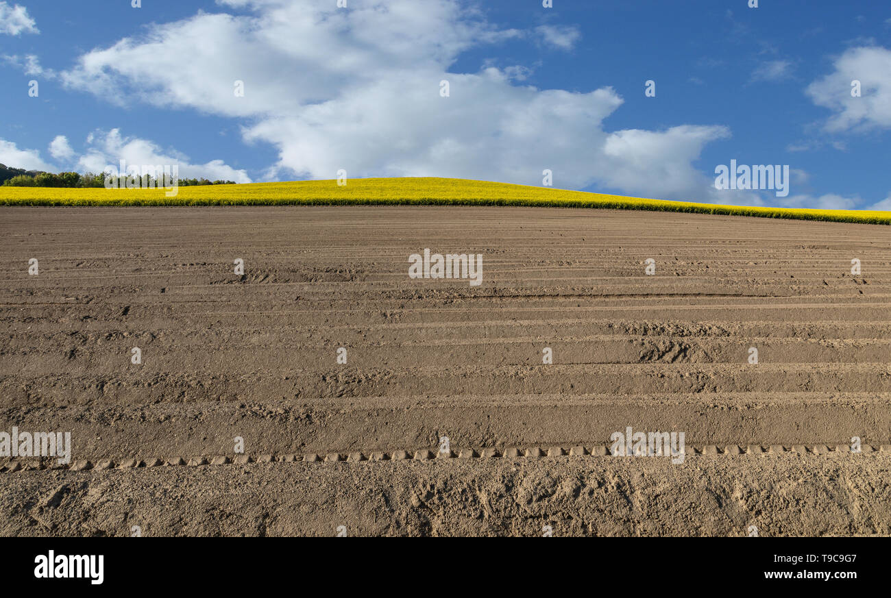 Fantastic landscape view on colza field and beautiful sky. Spring time ...