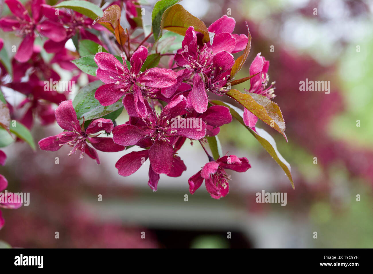 Malus malus royalty hi-res stock photography and images - Alamy