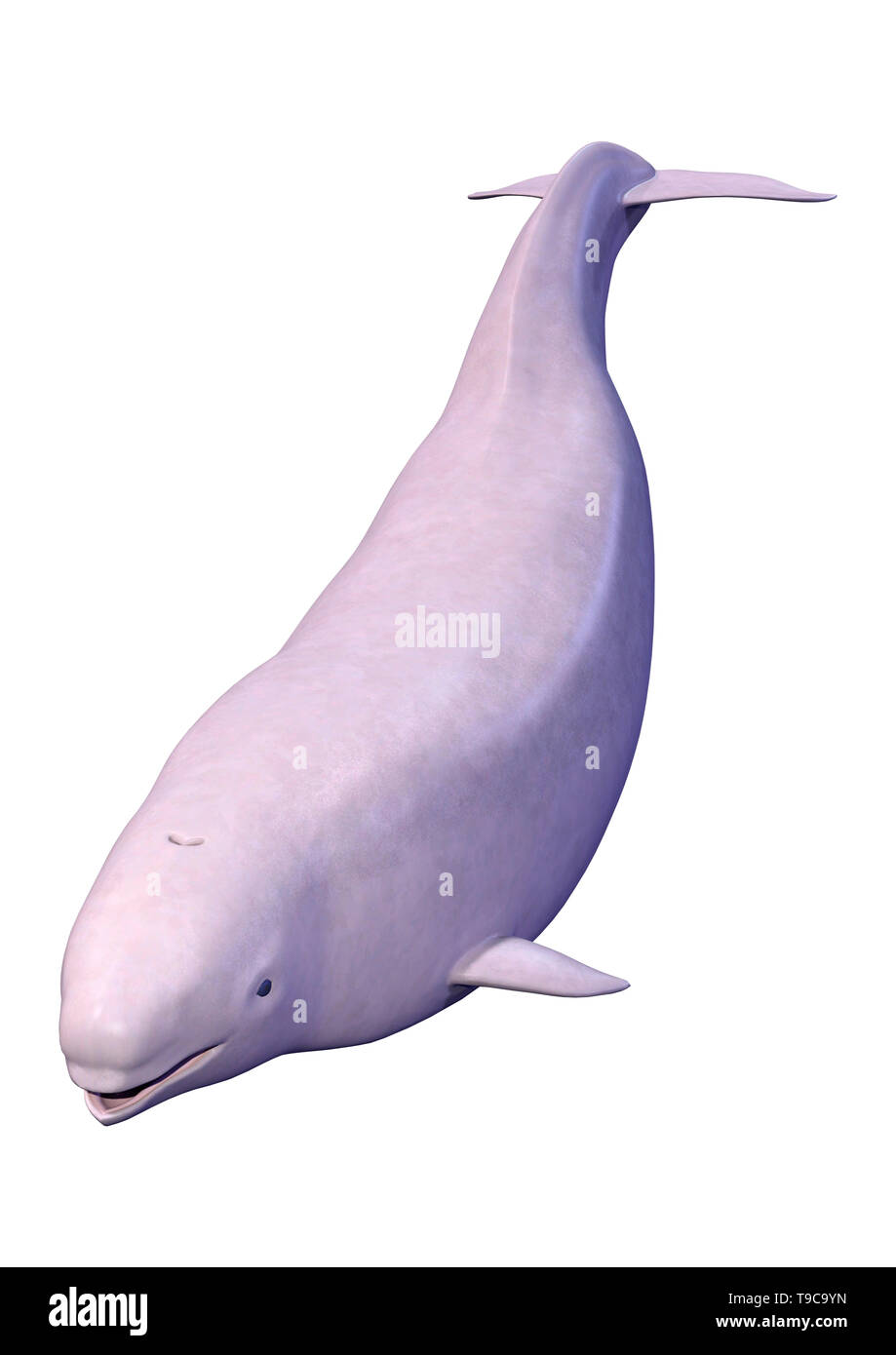 Narwhal Calf Narwhal