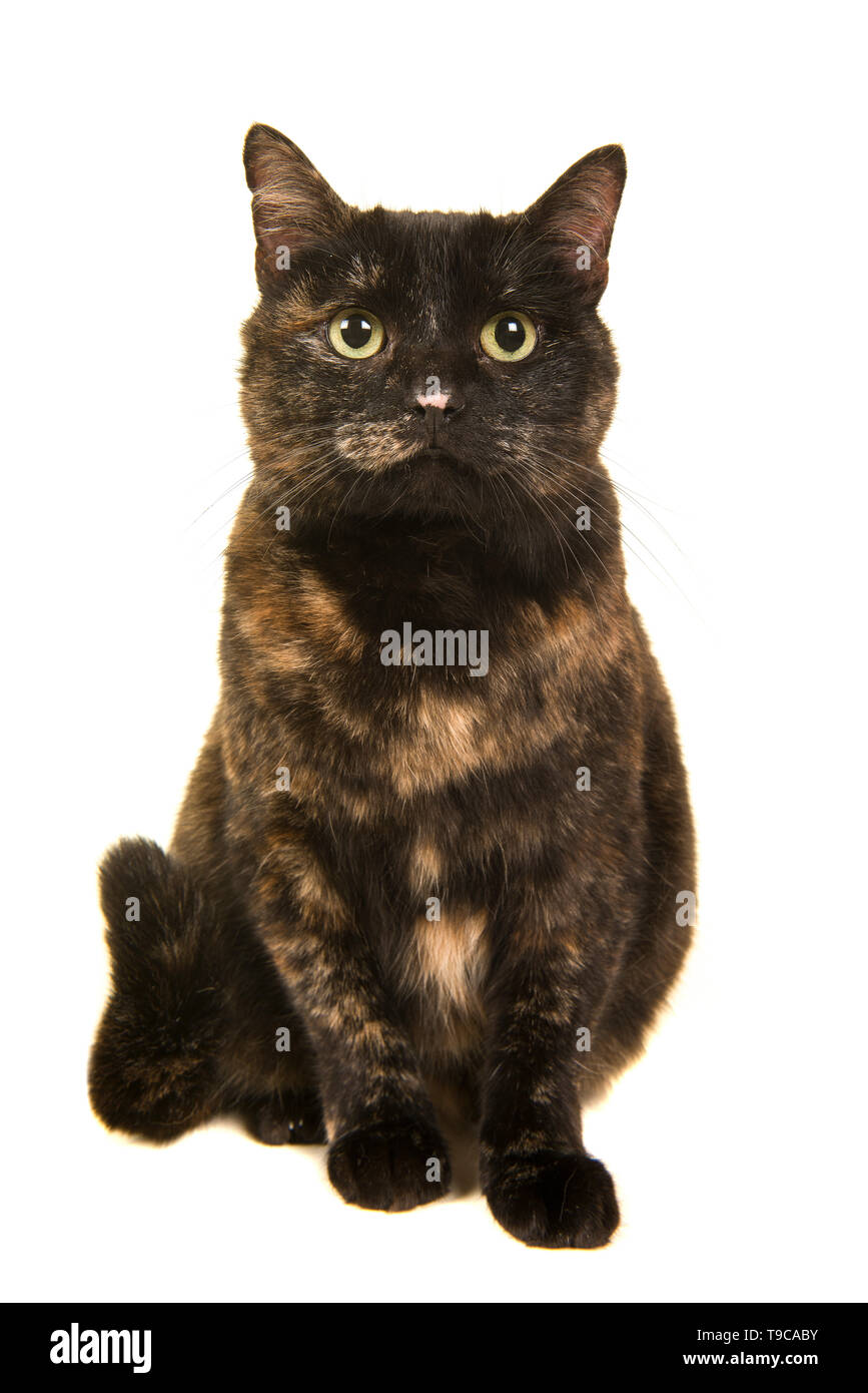 Sitting pretty tortoise cat looking up with her tail curled up next to ...