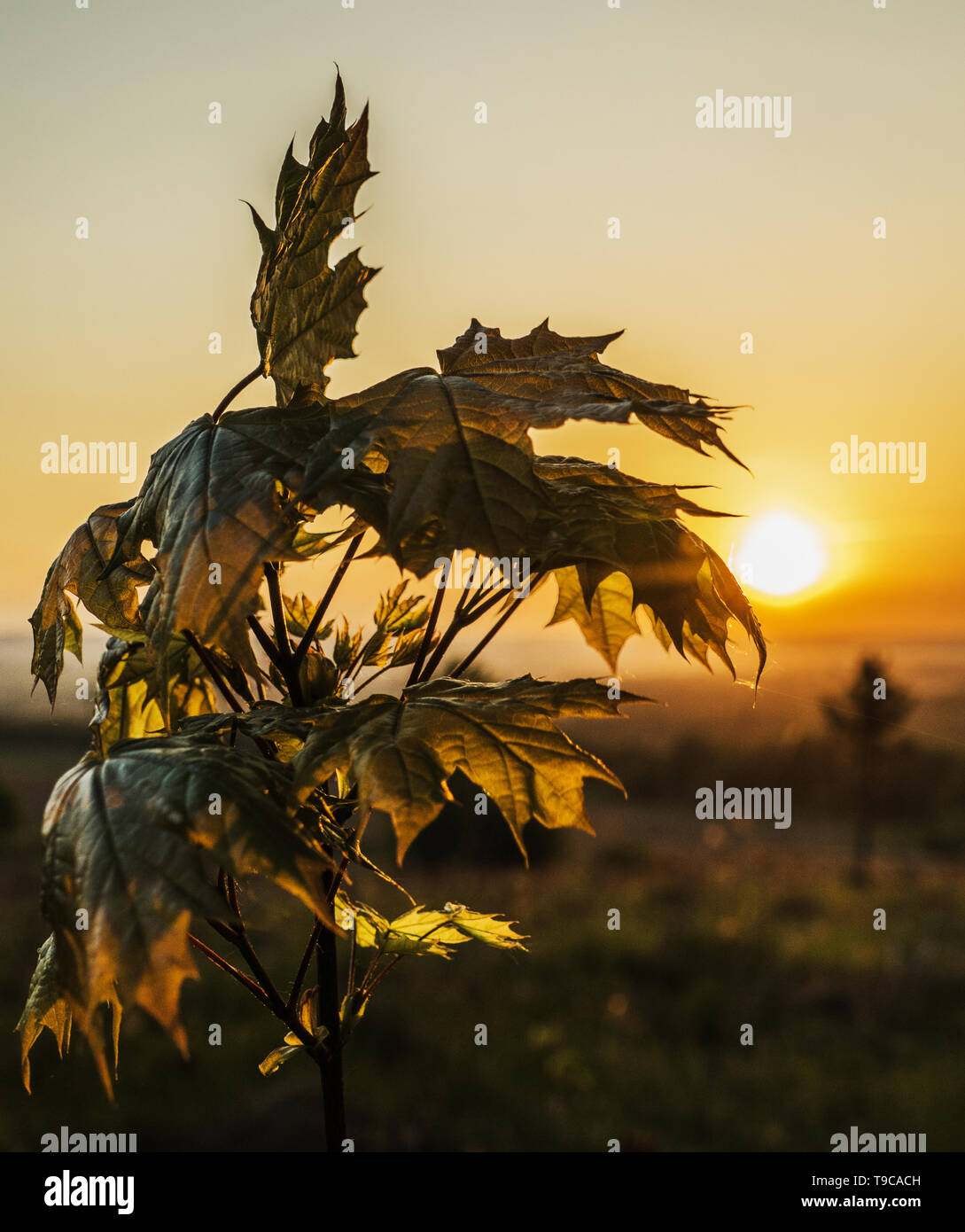 Red sunset maple hi-res stock photography and images - Alamy