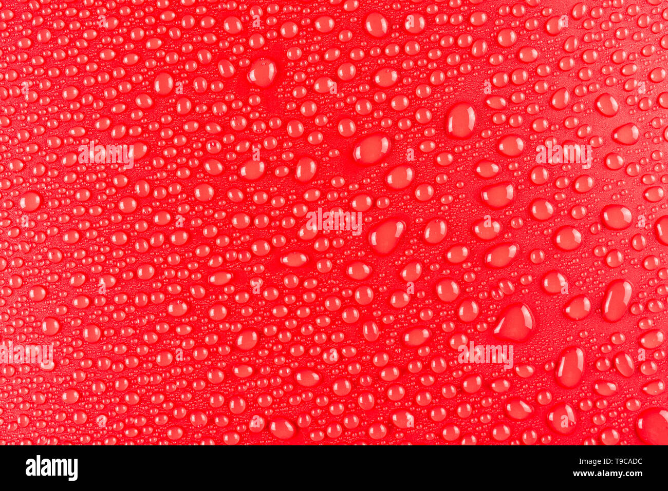 Droplets of water on a red, matte background illuminated with a ...