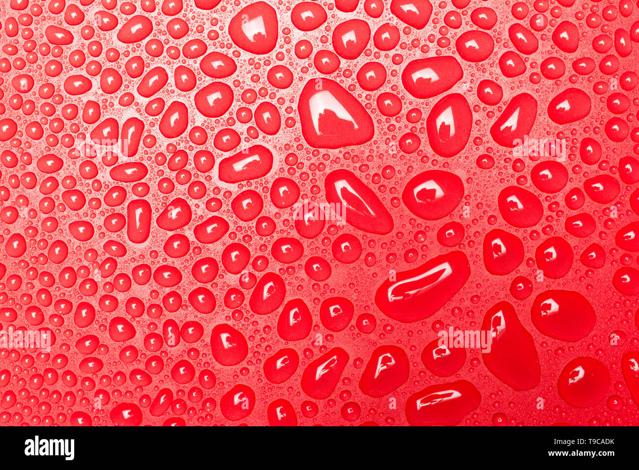 Droplets of water on a red, matte background illuminated with a ...