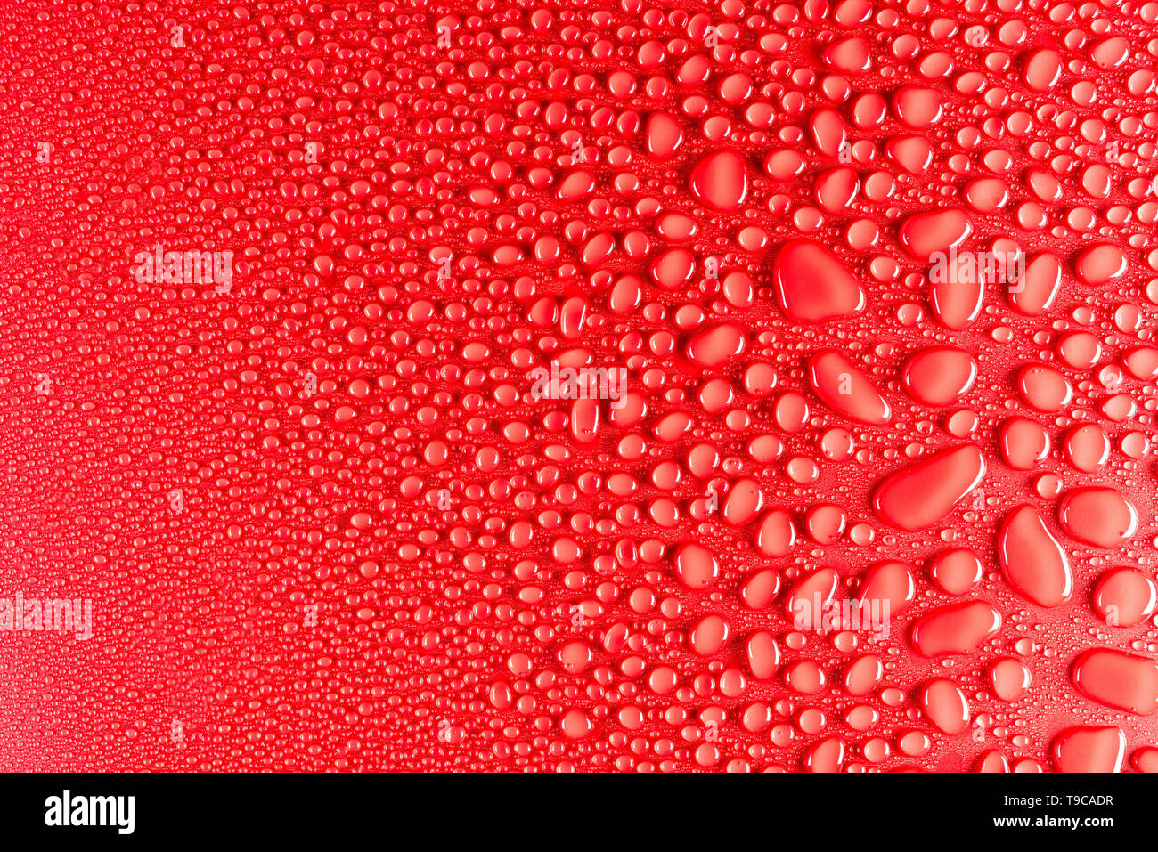 Droplets of water on a red, matte background illuminated with a ...