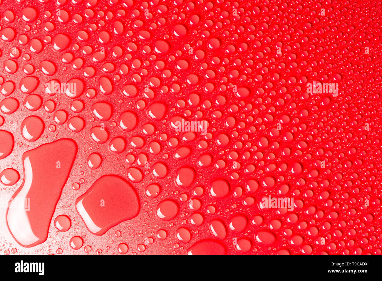 Droplets of water on a red, matte background illuminated with a ...