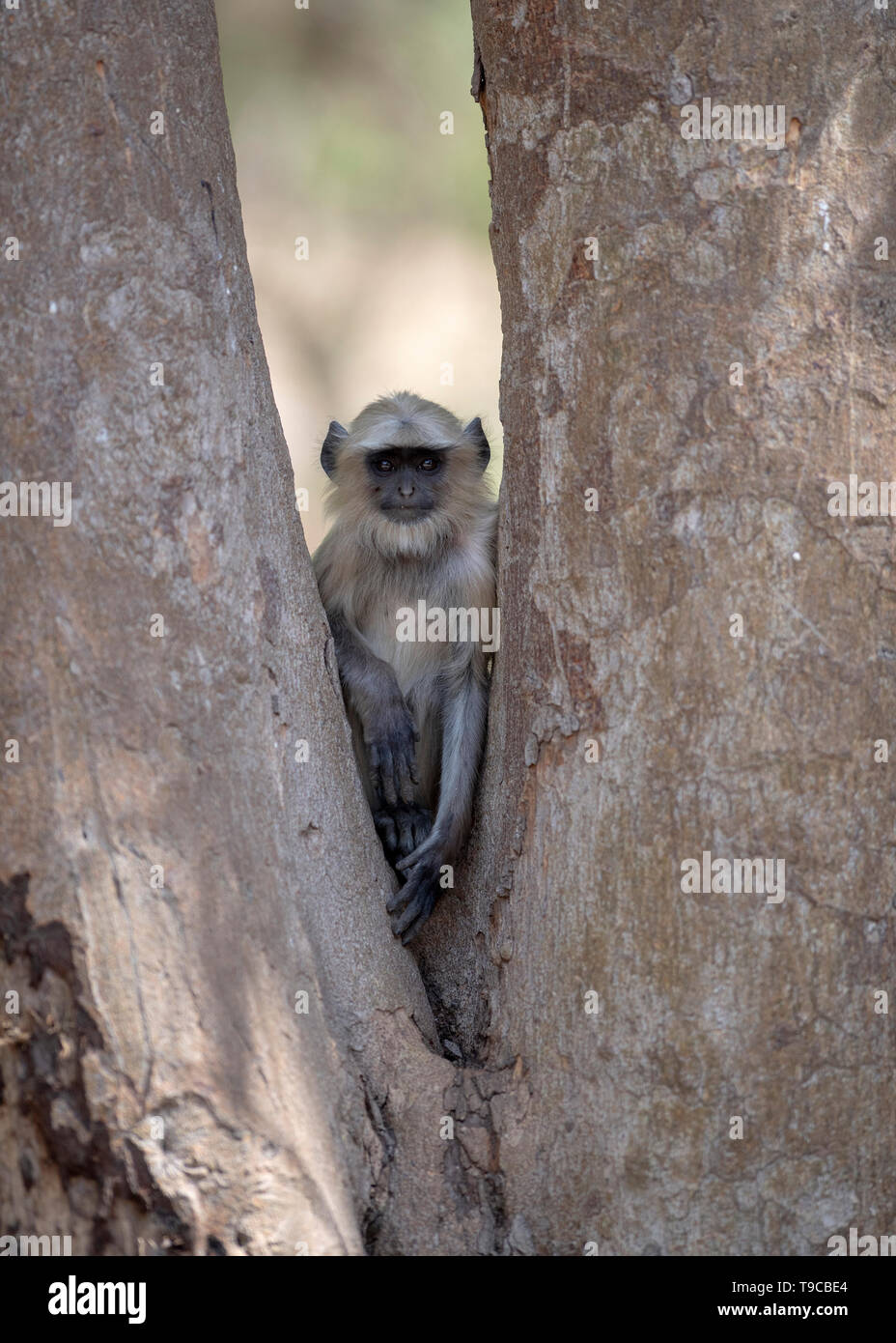 Snarling monkey hi-res stock photography and images - Alamy