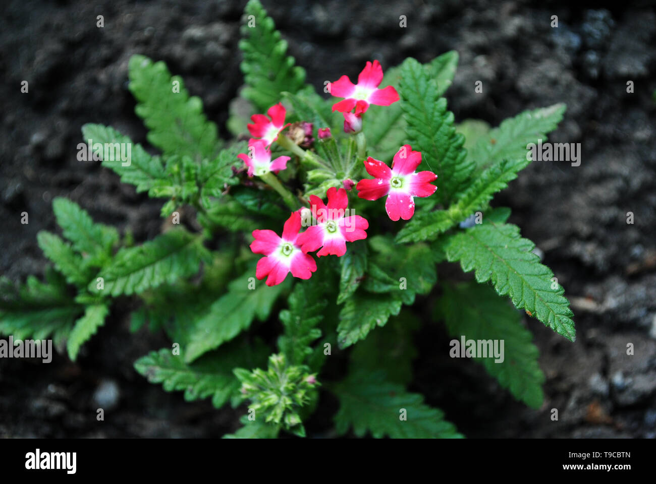 Red and white verbena flowers blooming top view, dark soil and green ...