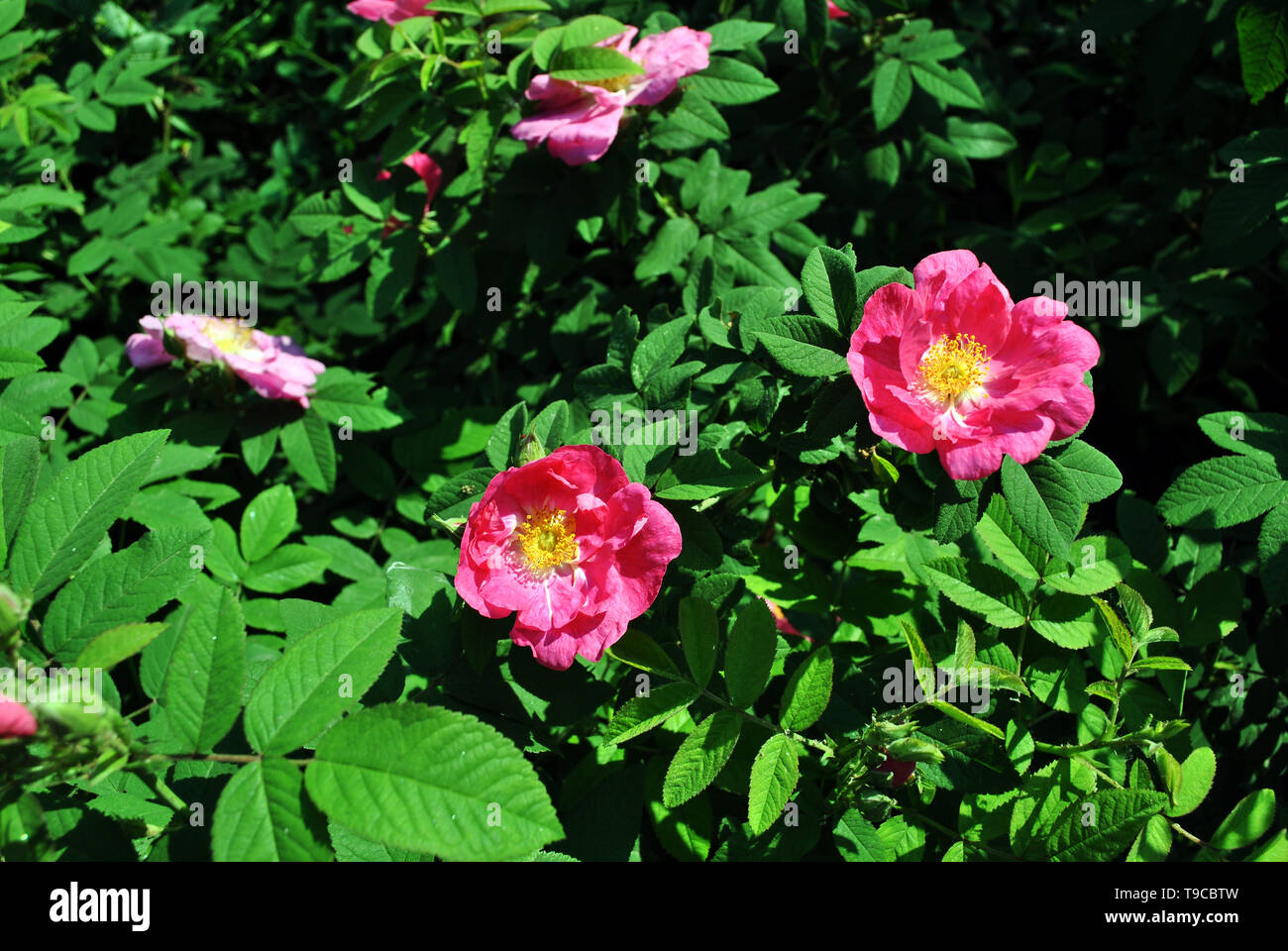 Dark Green Rose Bush High Resolution Stock Photography and Images - Alamy