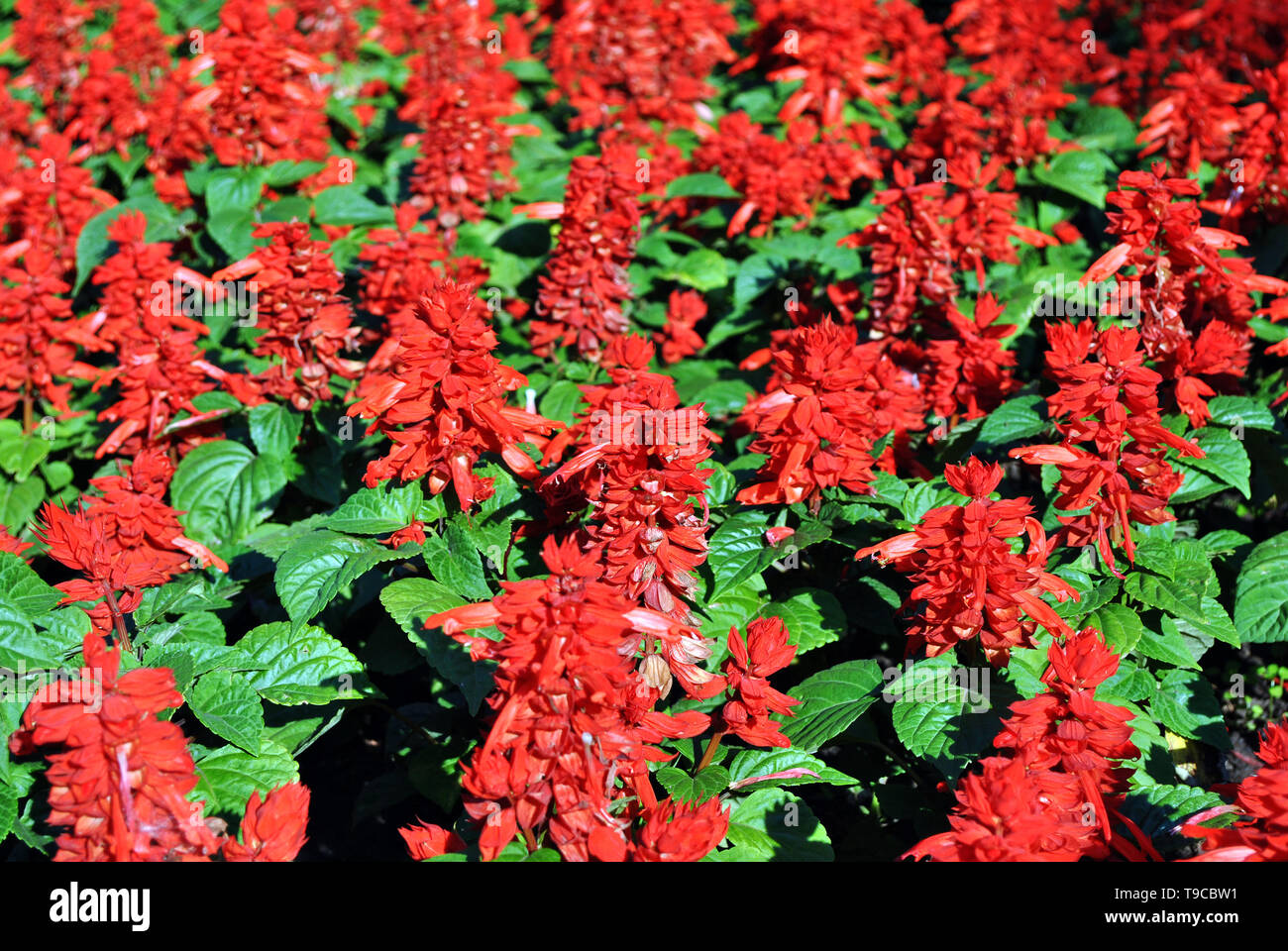 Red salvia flower blooming glade, top view background Stock Photo - Alamy