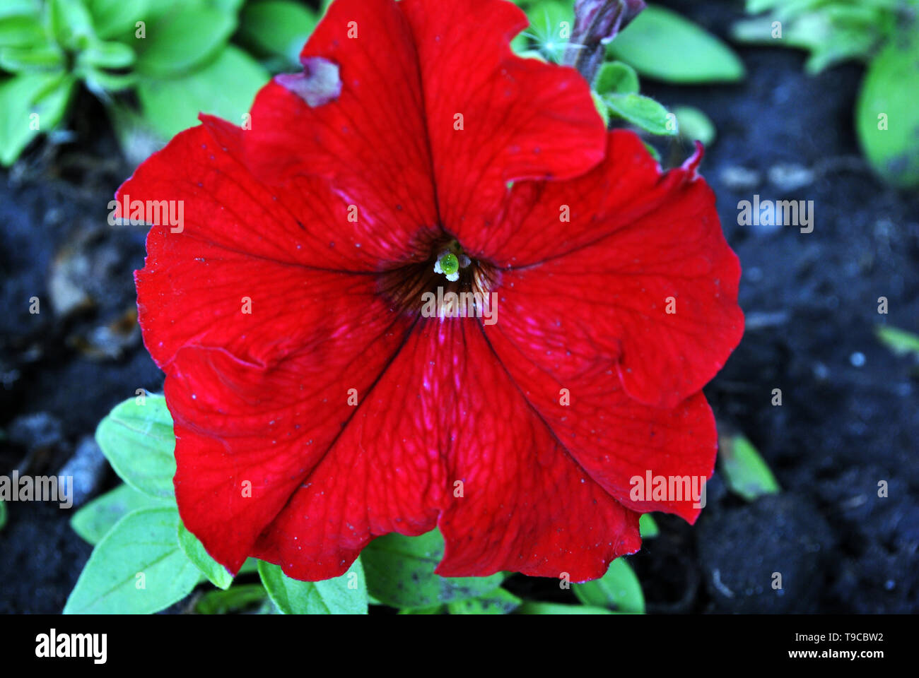 Petunia grandiflora scarlet red flower, blurry black soil background ...