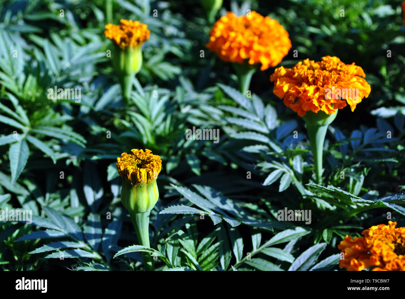 Tagetes erecta Marigolds glade blooming flowers and buds growing on ...