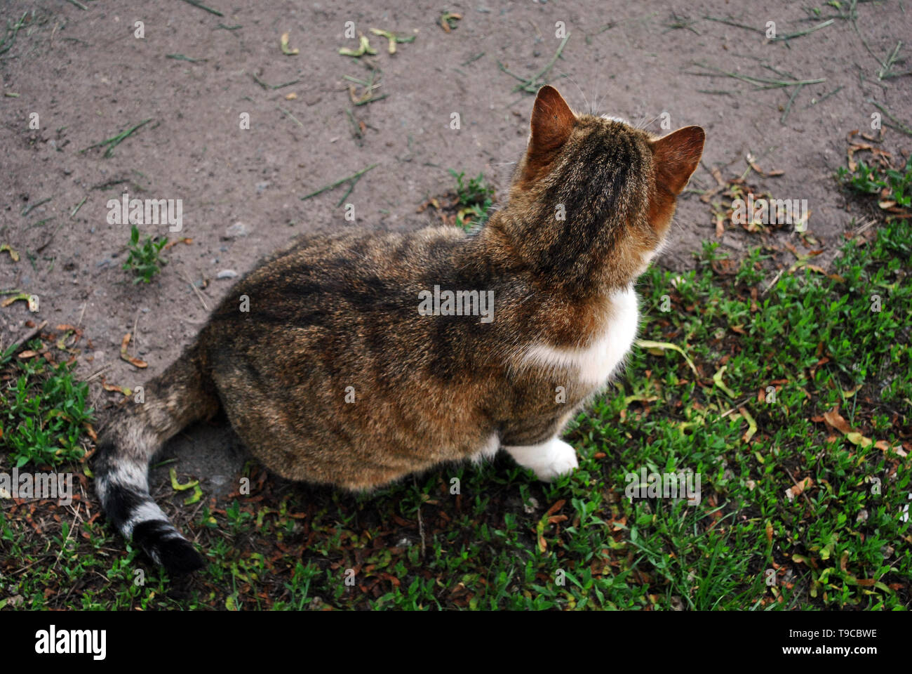 White and brown spotted Cyprus cat breed sitting turned away, back, top ...