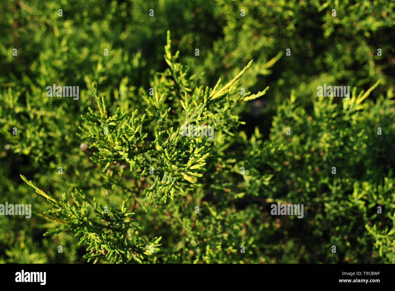 Green juniper twigs with needles, top view, soft blurry background ...