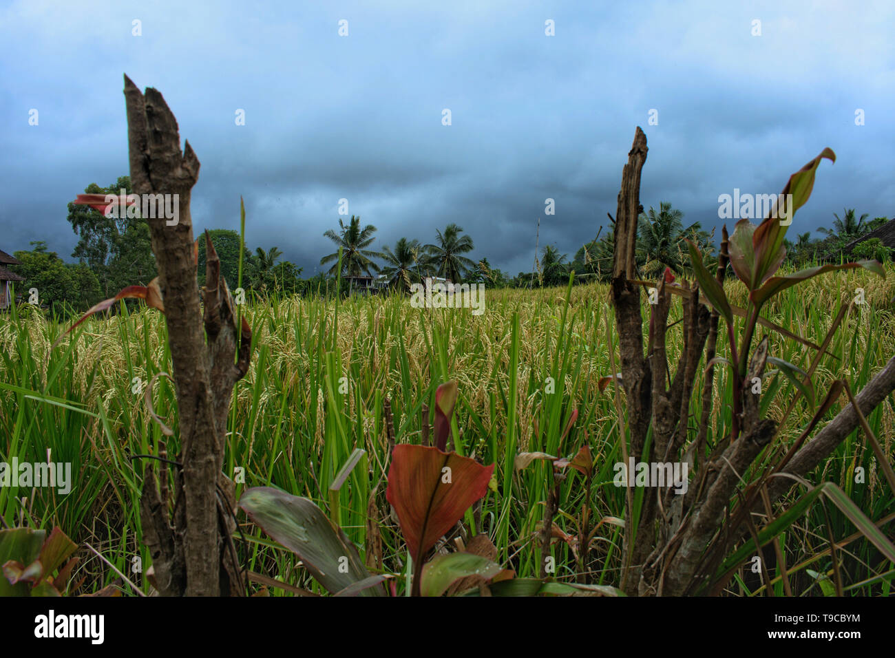 Rice Paddy with Clouds at Campuhan Ridge Walk in Ubud, Bali, Indonesia ...