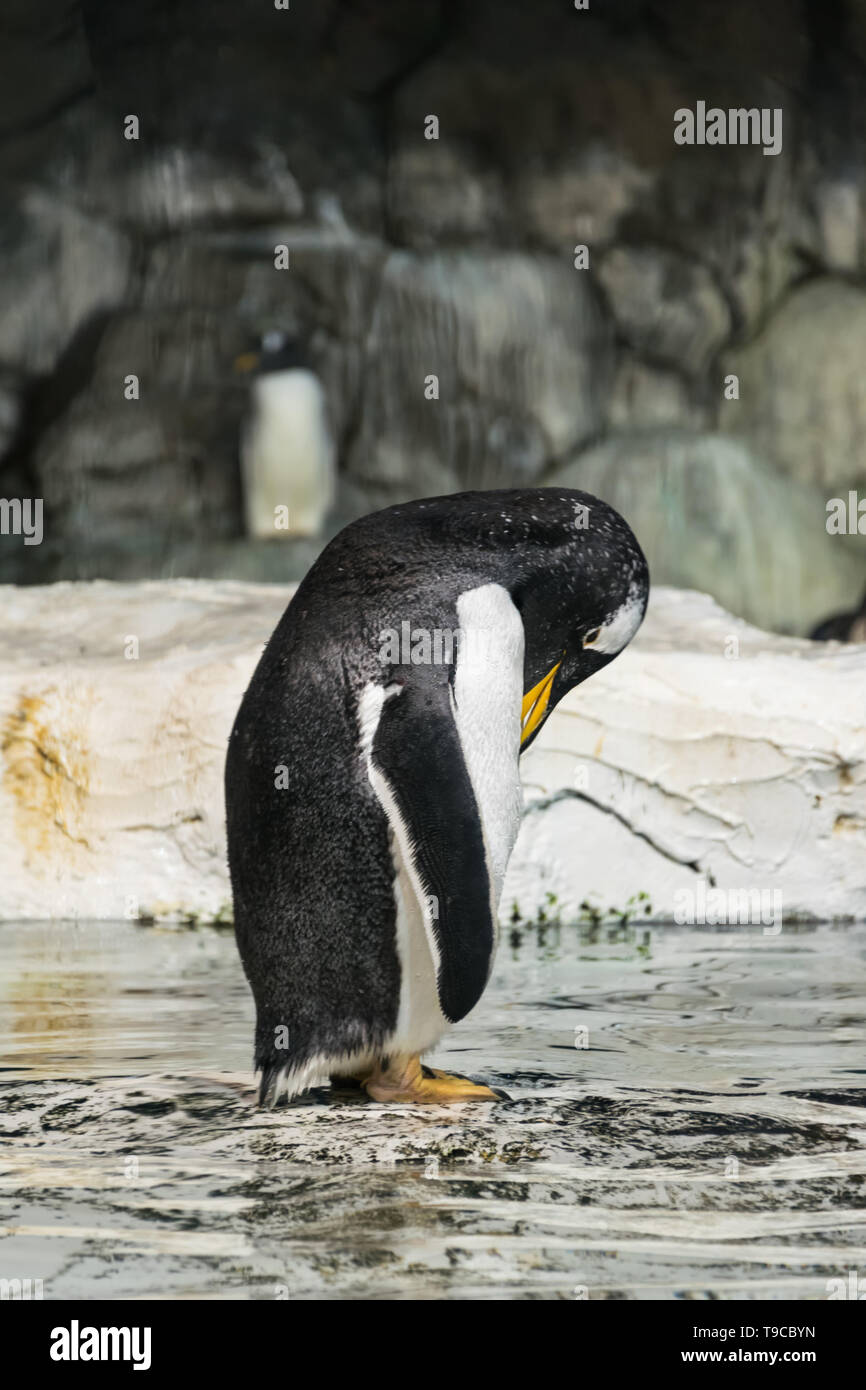 Penguin in natural environment Stock Photo - Alamy