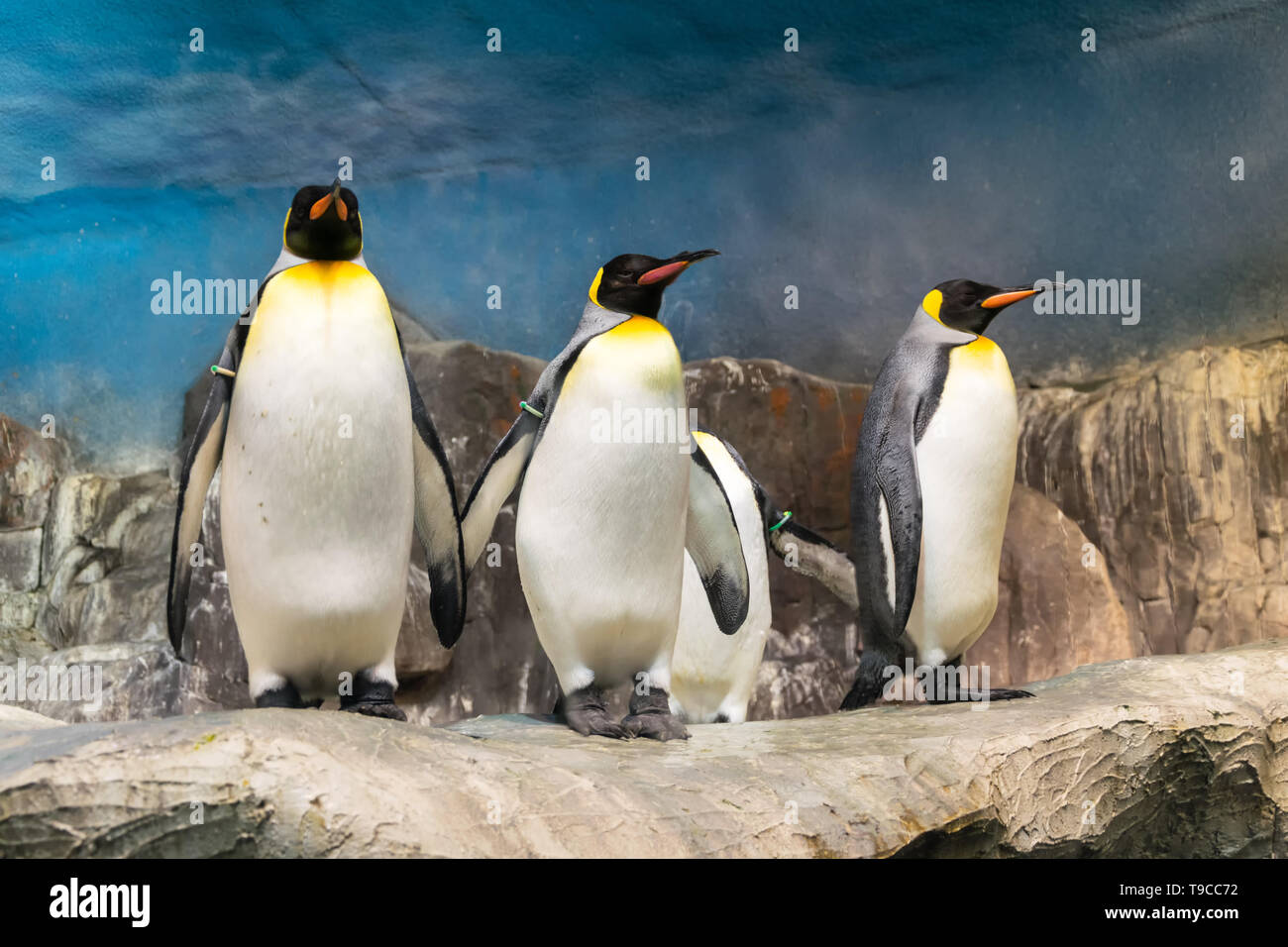 Aquarium animal penguin hi-res stock photography and images - Alamy