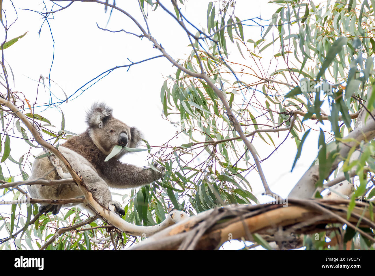 Beautiful koala in wild life eats eucalyptus leaves clinging to a ...
