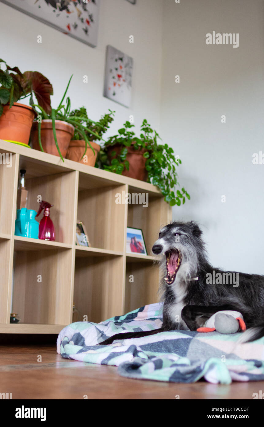 Dog yawning inside a house lying in a dog bed Stock Photo - Alamy