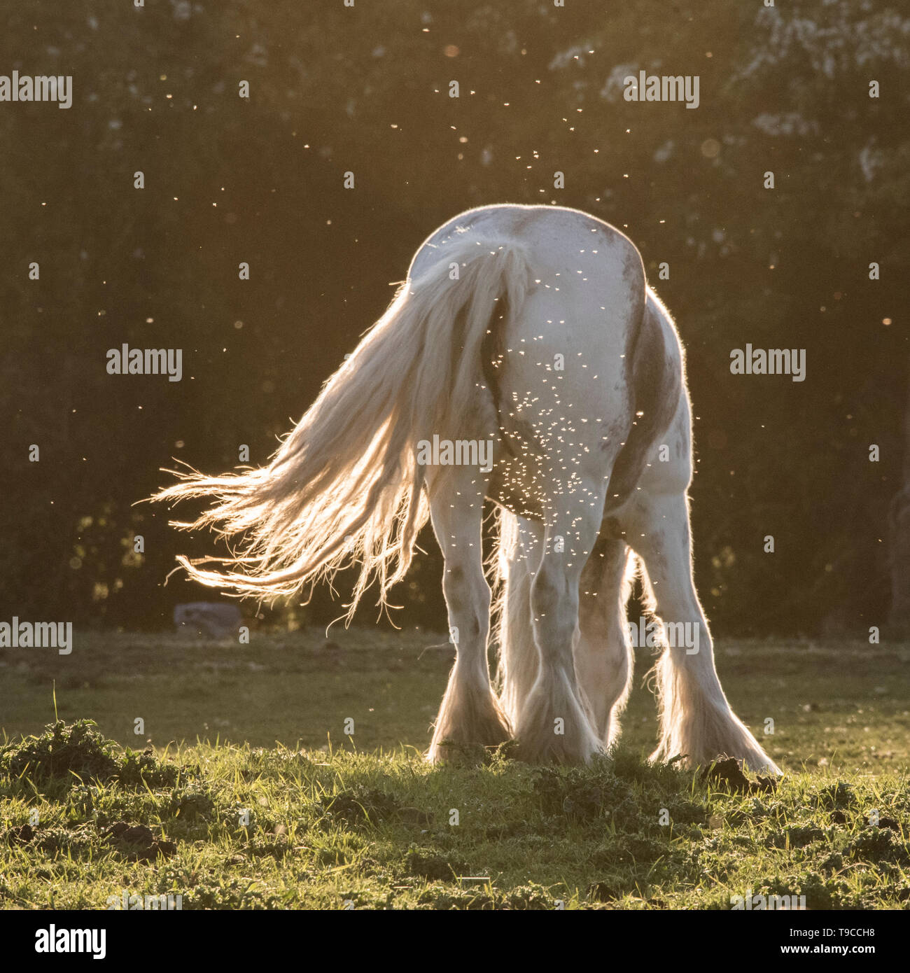 Vanner hi-res stock photography and images - Alamy