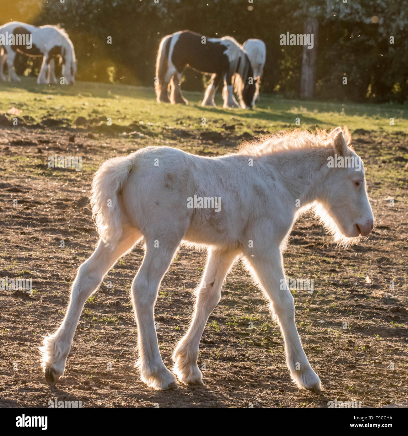 Vanner horse hi-res stock photography and images - Alamy