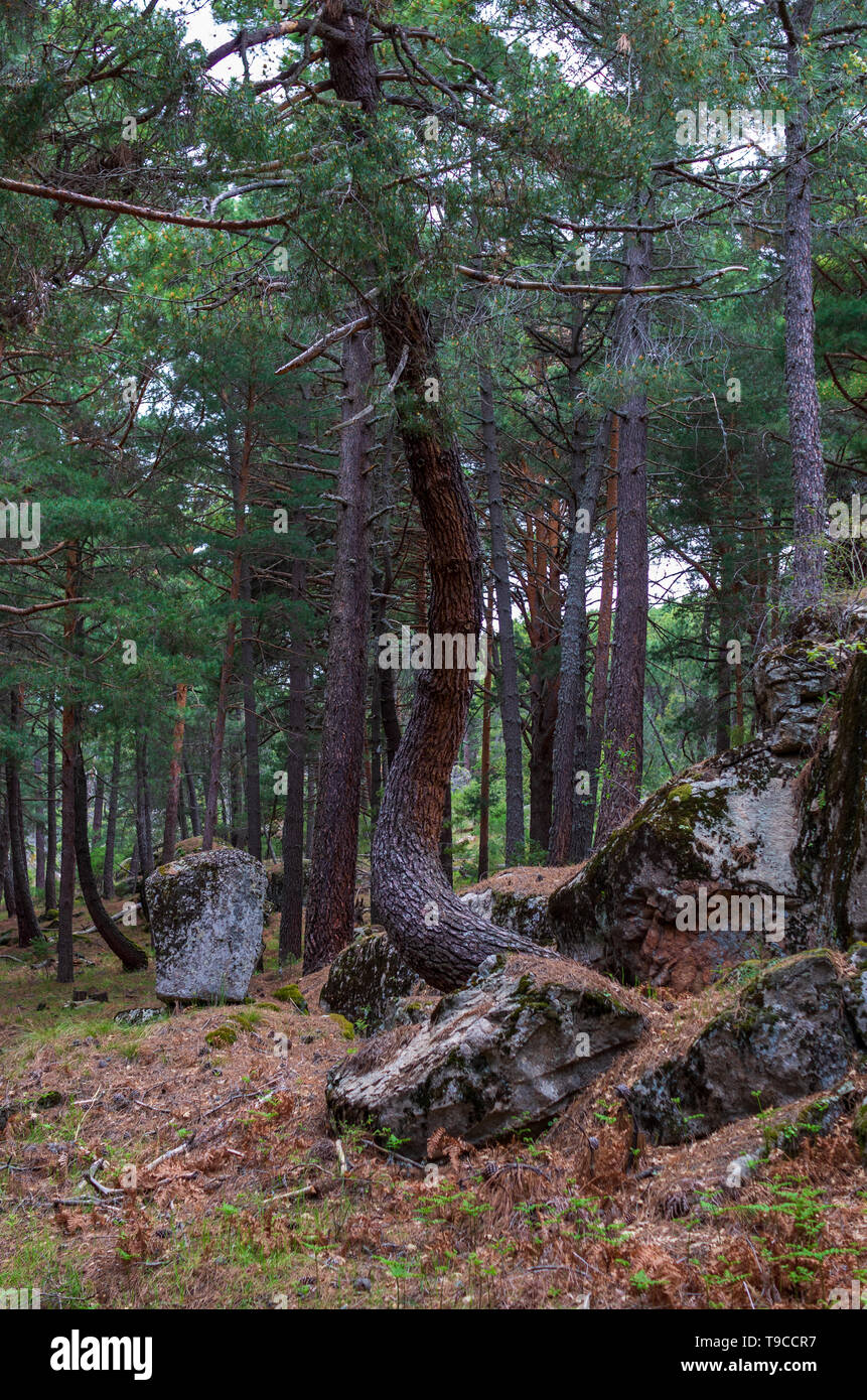 Crooked tree growing between the rocks of a forest Stock Photo - Alamy