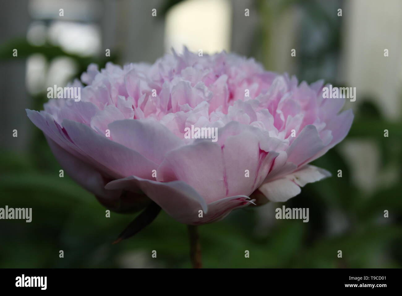 Pink Peony Profile 2019 Stock Photo - Alamy
