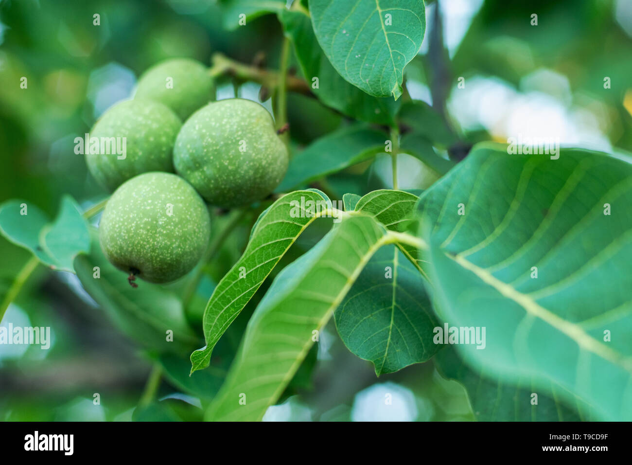 Green walnuts in the tree Stock Photo - Alamy