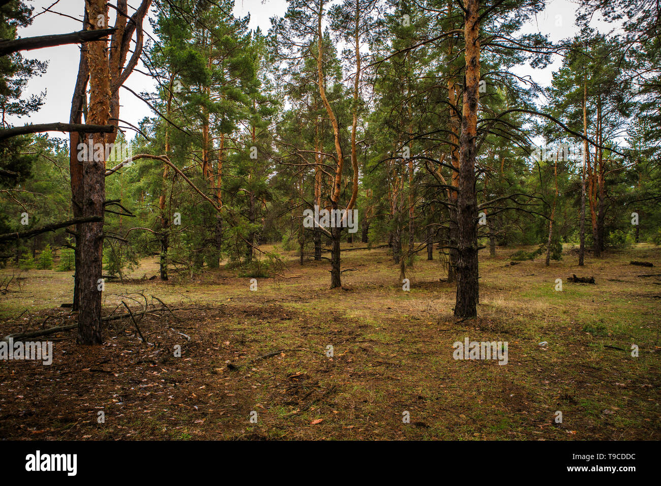 thick pine forest. Russian landscape Stock Photo - Alamy