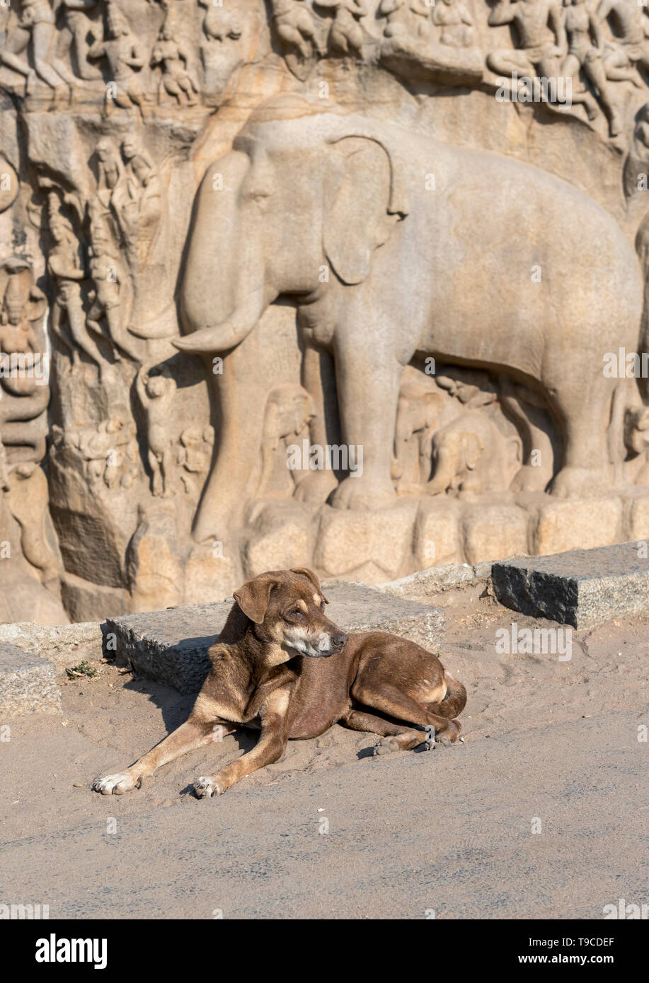 Dog in front of Arjuna's Penance (Descent of the Ganges) open-air rock ...