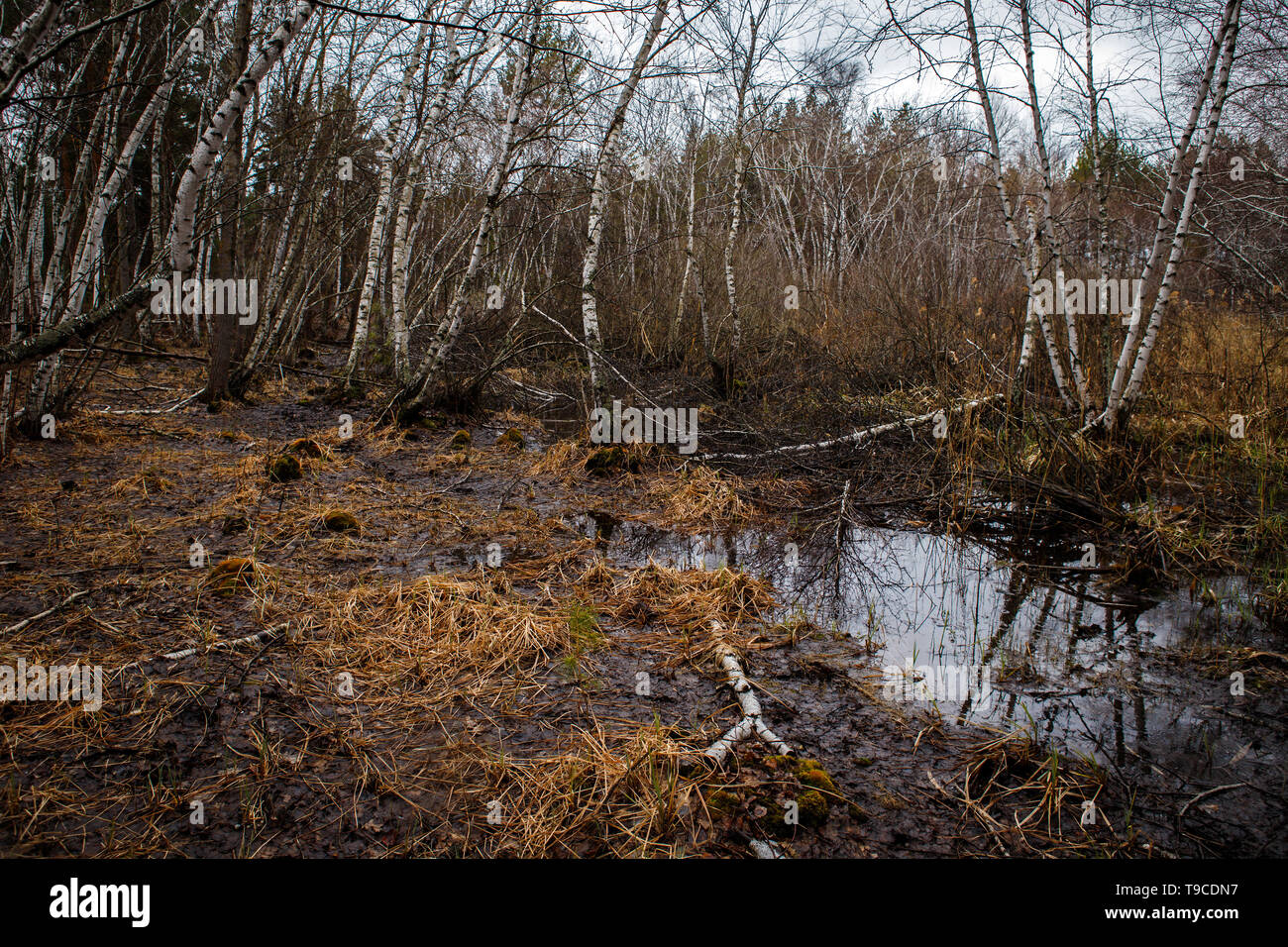 birch groves and marshes. Russian landscape Stock Photo - Alamy