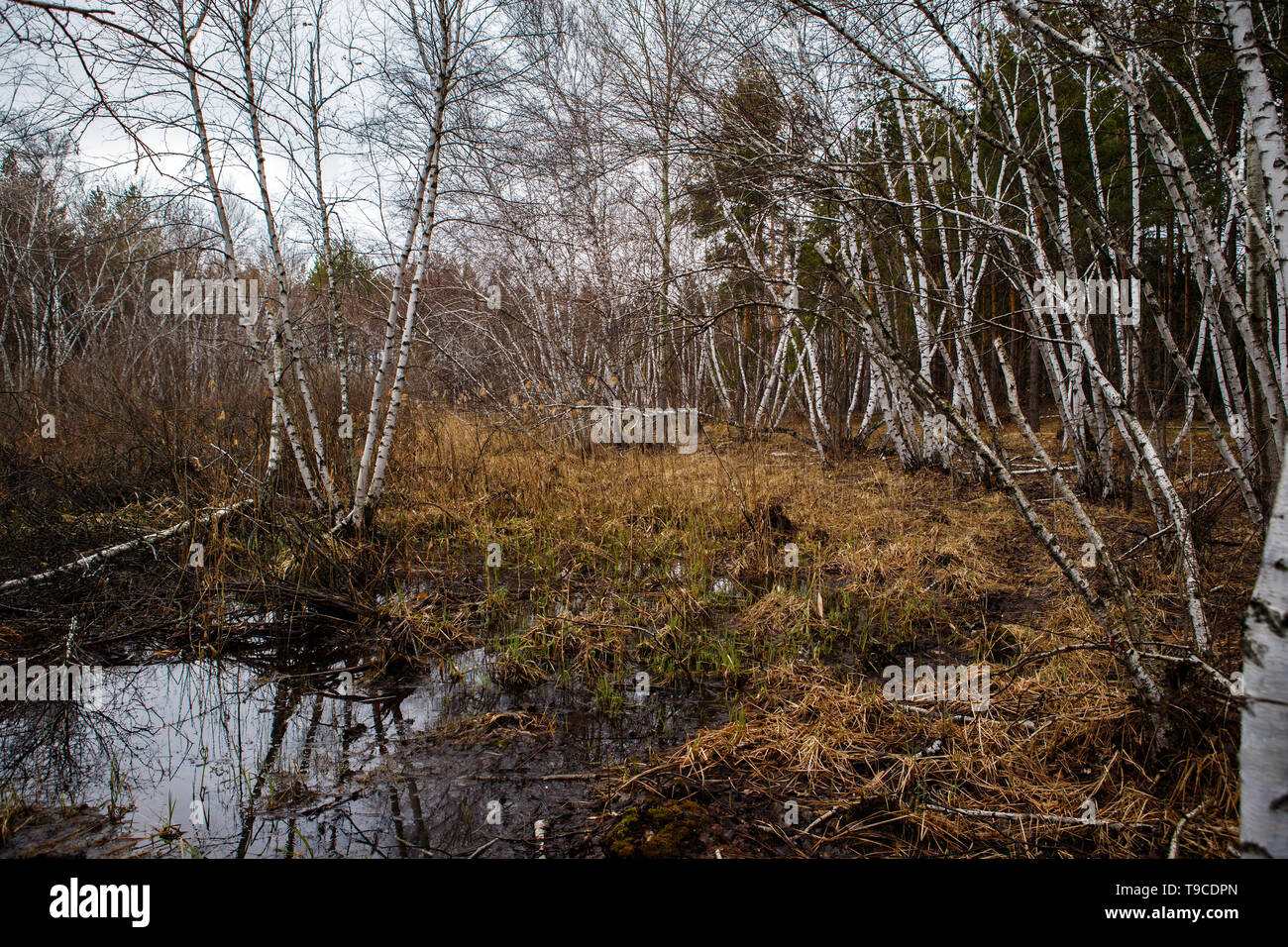 birch groves and marshes. Russian landscape Stock Photo - Alamy