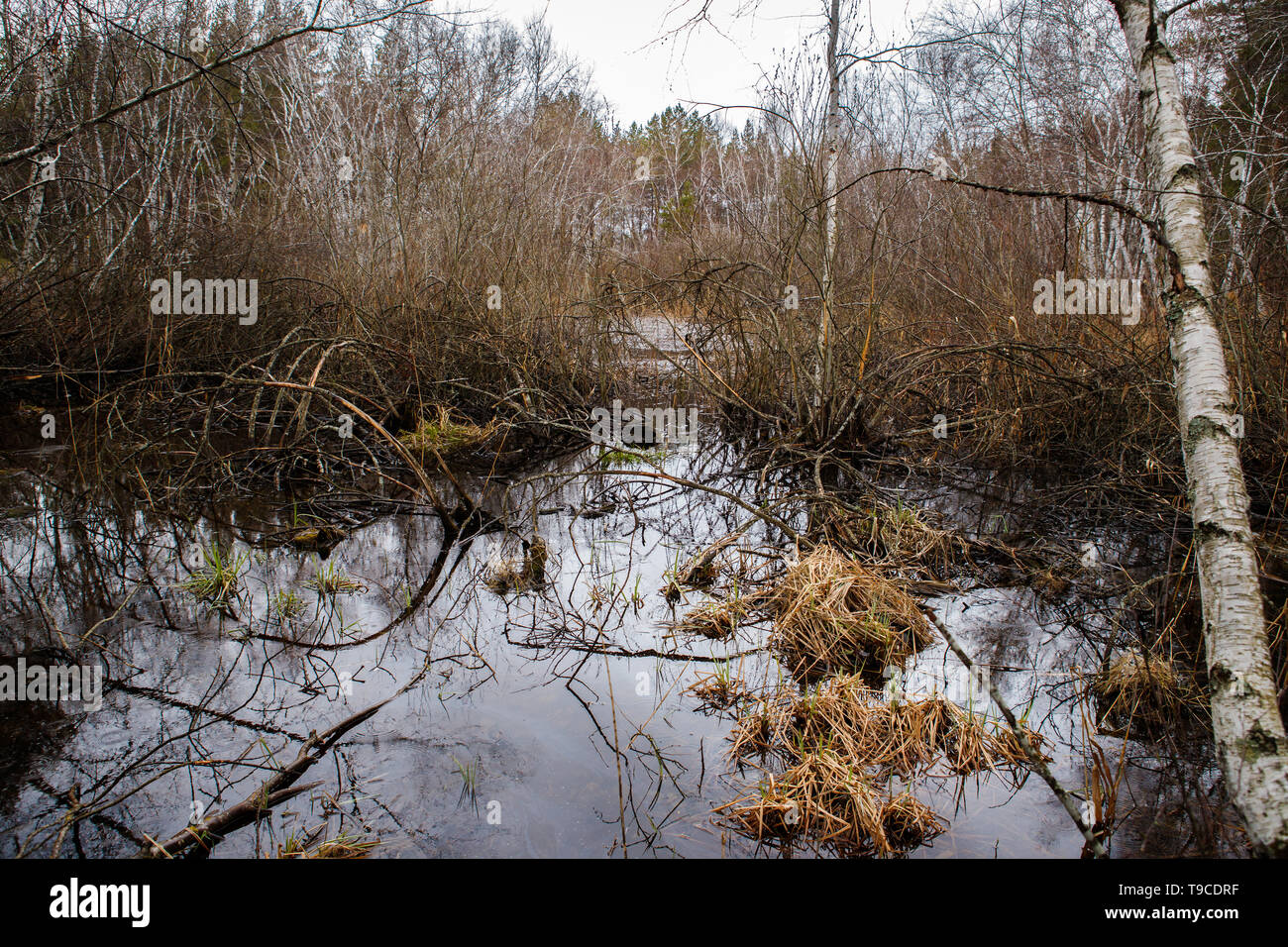birch groves and marshes. Russian landscape Stock Photo - Alamy