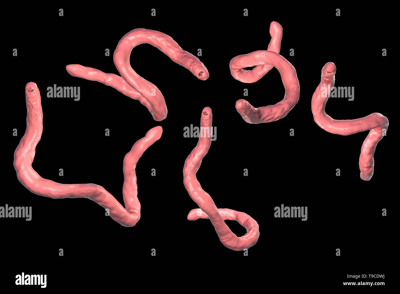 Ancylostoma duodenale hi-res stock photography and images - Alamy