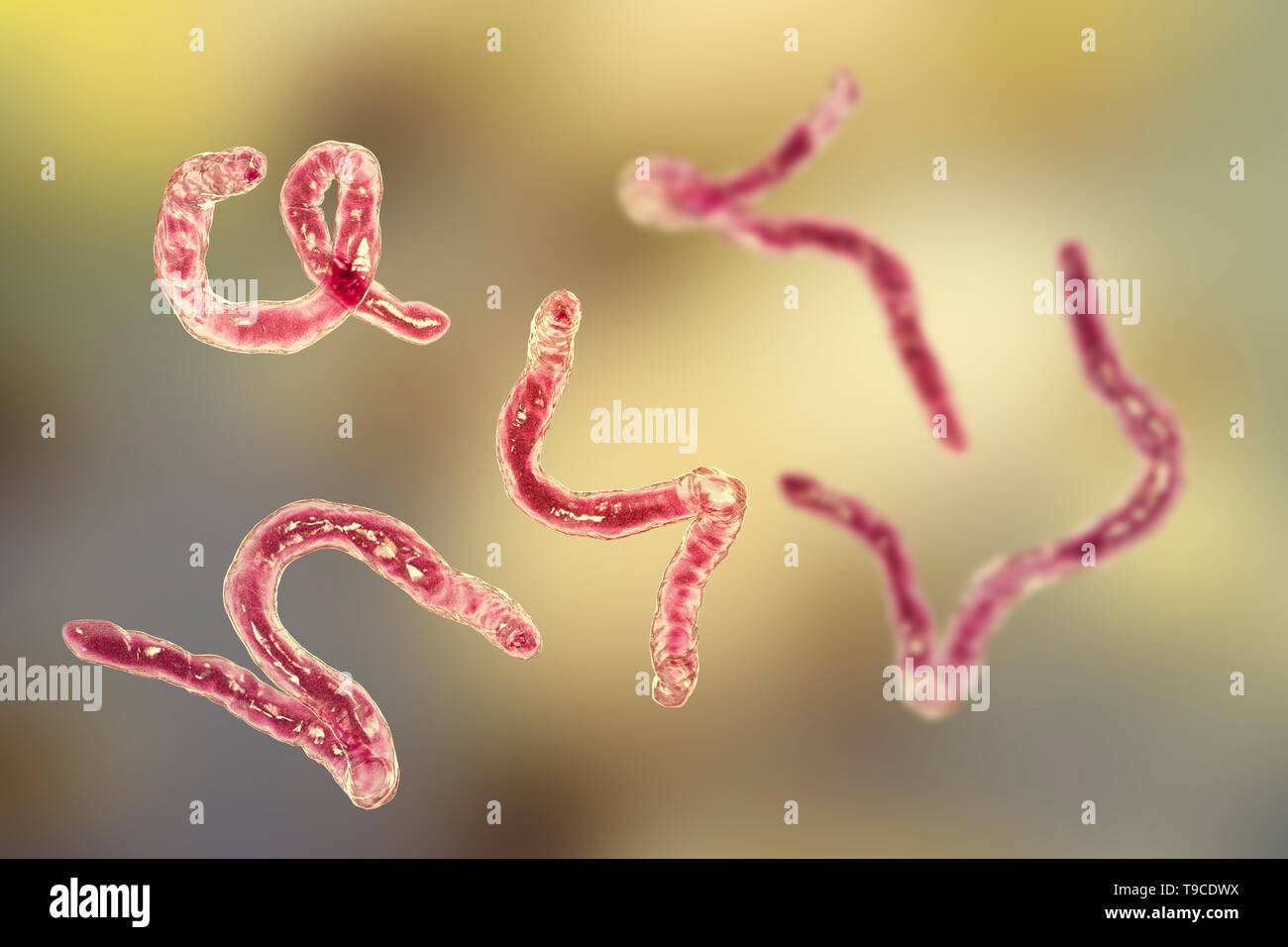 Ancylostoma hookworm, illustration Stock Photo - Alamy