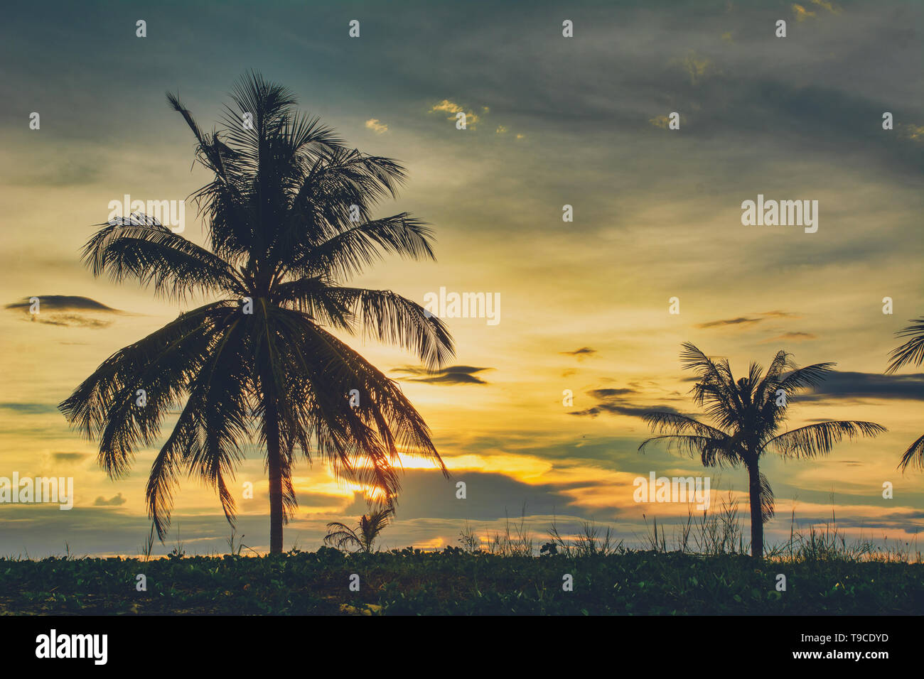 Palm trees contre jour hi-res stock photography and images - Alamy