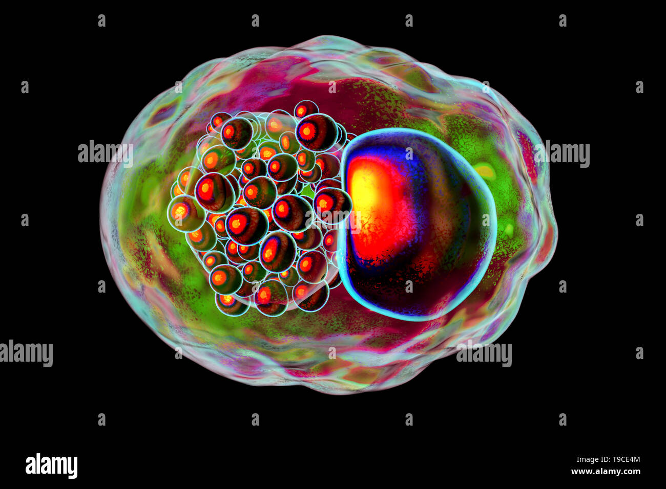 Chlamydia trachomatis hi-res stock photography and images - Alamy