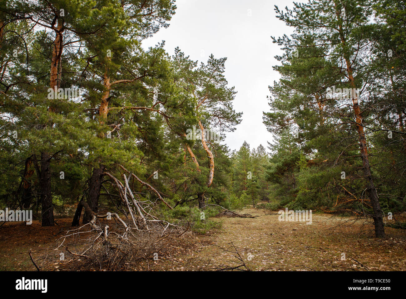 thick pine forest. Russian landscape Stock Photo - Alamy