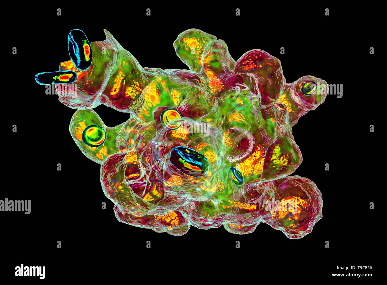 Parasitic amoeba, illustration Stock Photo - Alamy