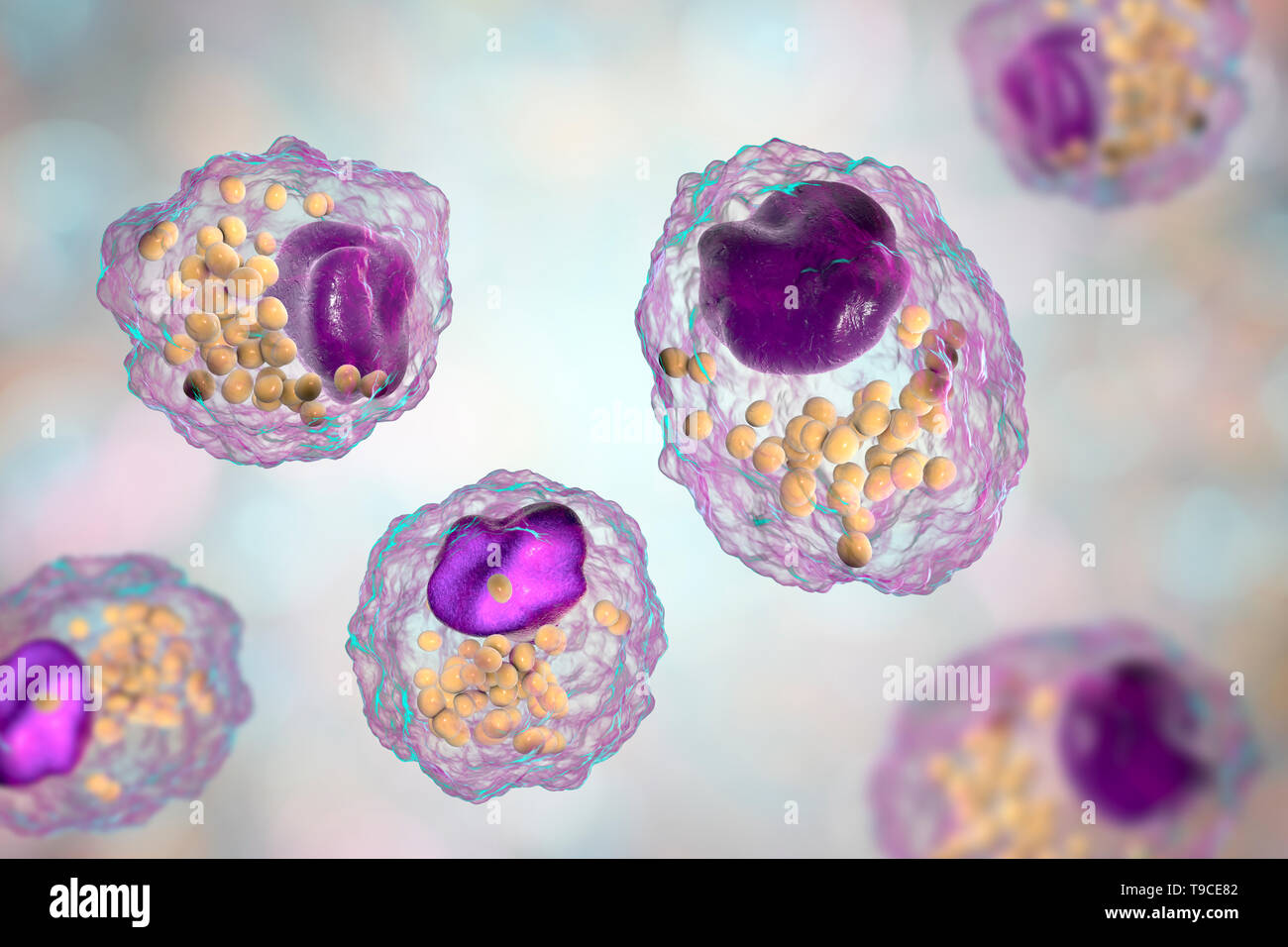 Macrophage foam cell, illustration Stock Photo - Alamy