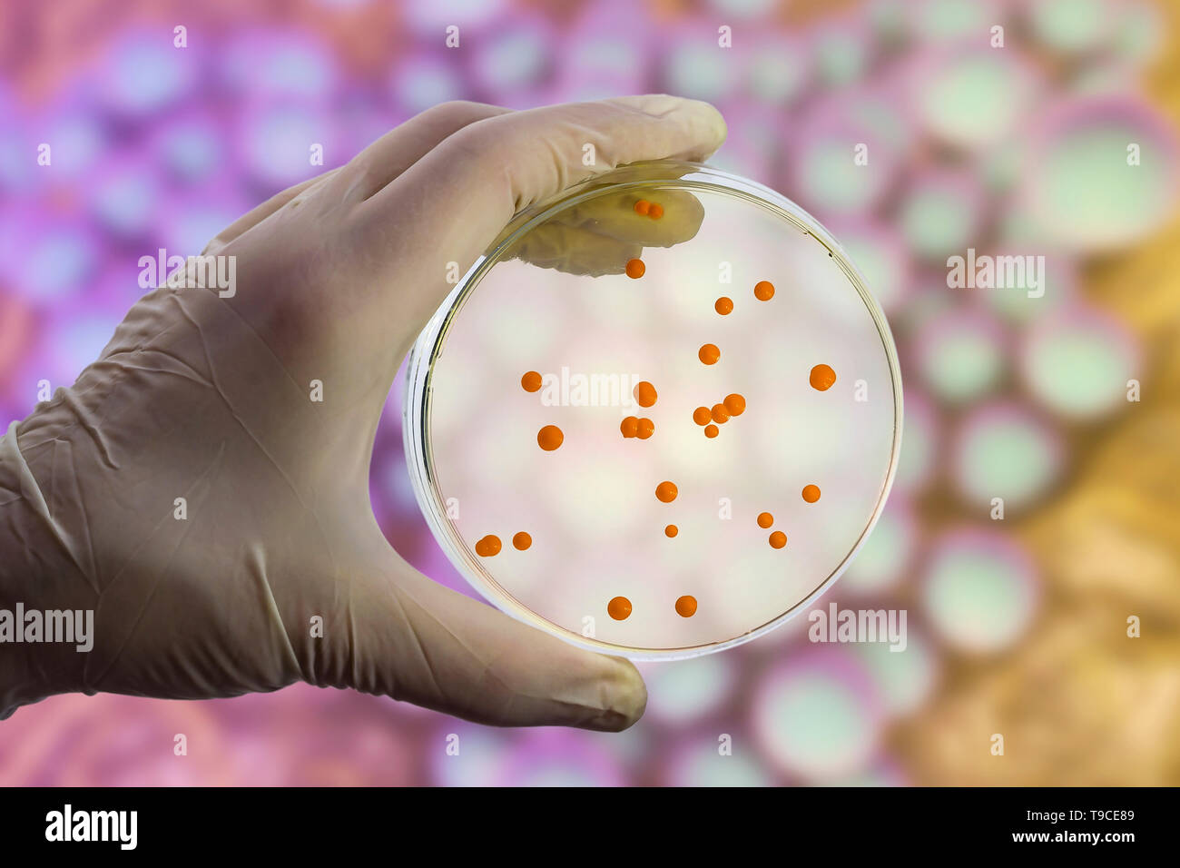 Fungal cultures hi-res stock photography and images - Alamy