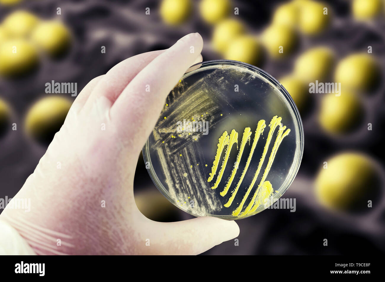 Fungal cultures hi-res stock photography and images - Alamy