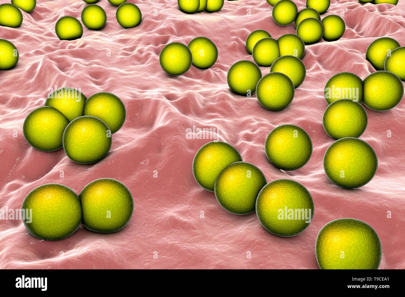 Micrococcus luteus bacteria, illustration Stock Photo - Alamy