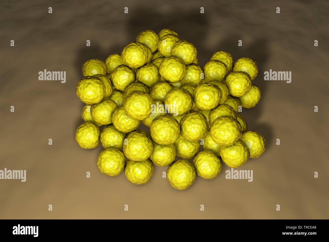 Micrococcus luteus hi-res stock photography and images - Alamy