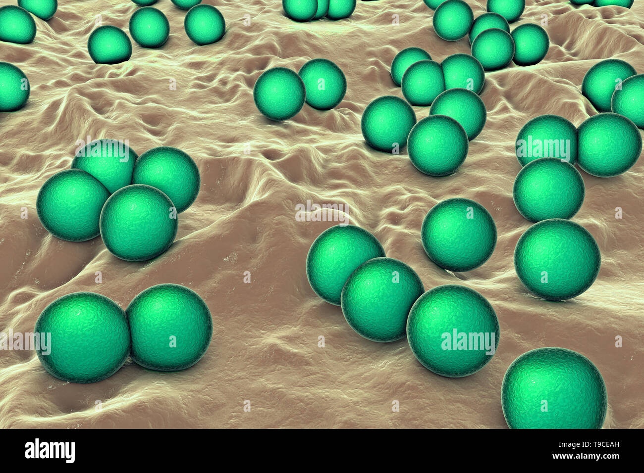 Micrococcus luteus bacteria, illustration Stock Photo - Alamy