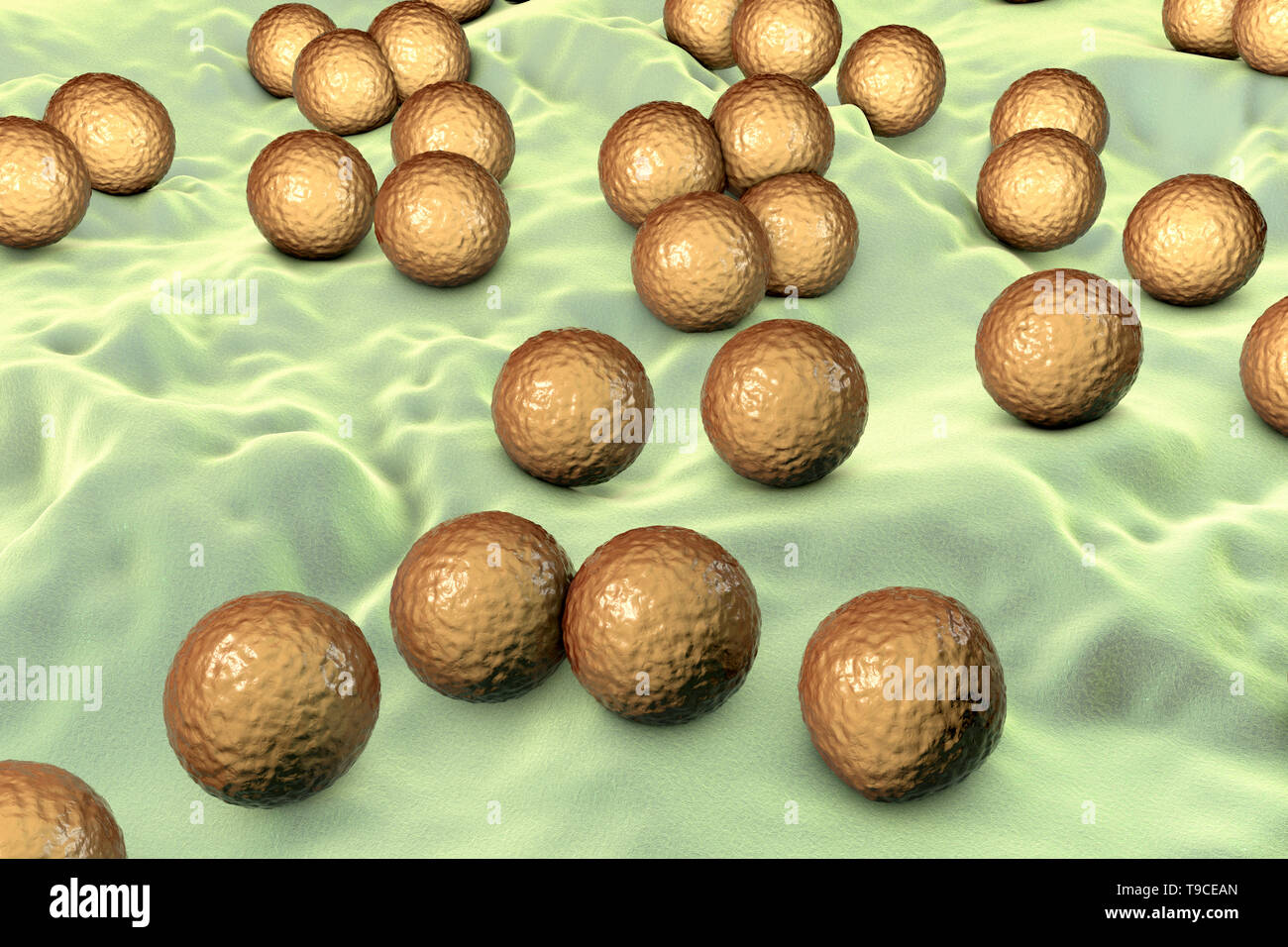 Micrococcus luteus bacteria, illustration Stock Photo - Alamy