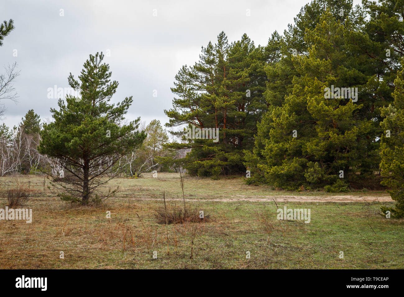 thick pine forest. Russian landscape Stock Photo - Alamy