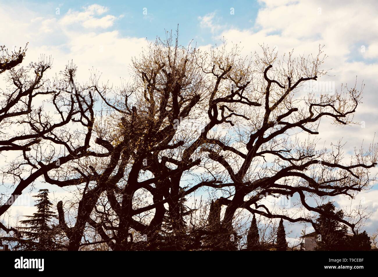 Branched curve tall oak trees and sky with clouds in background ...