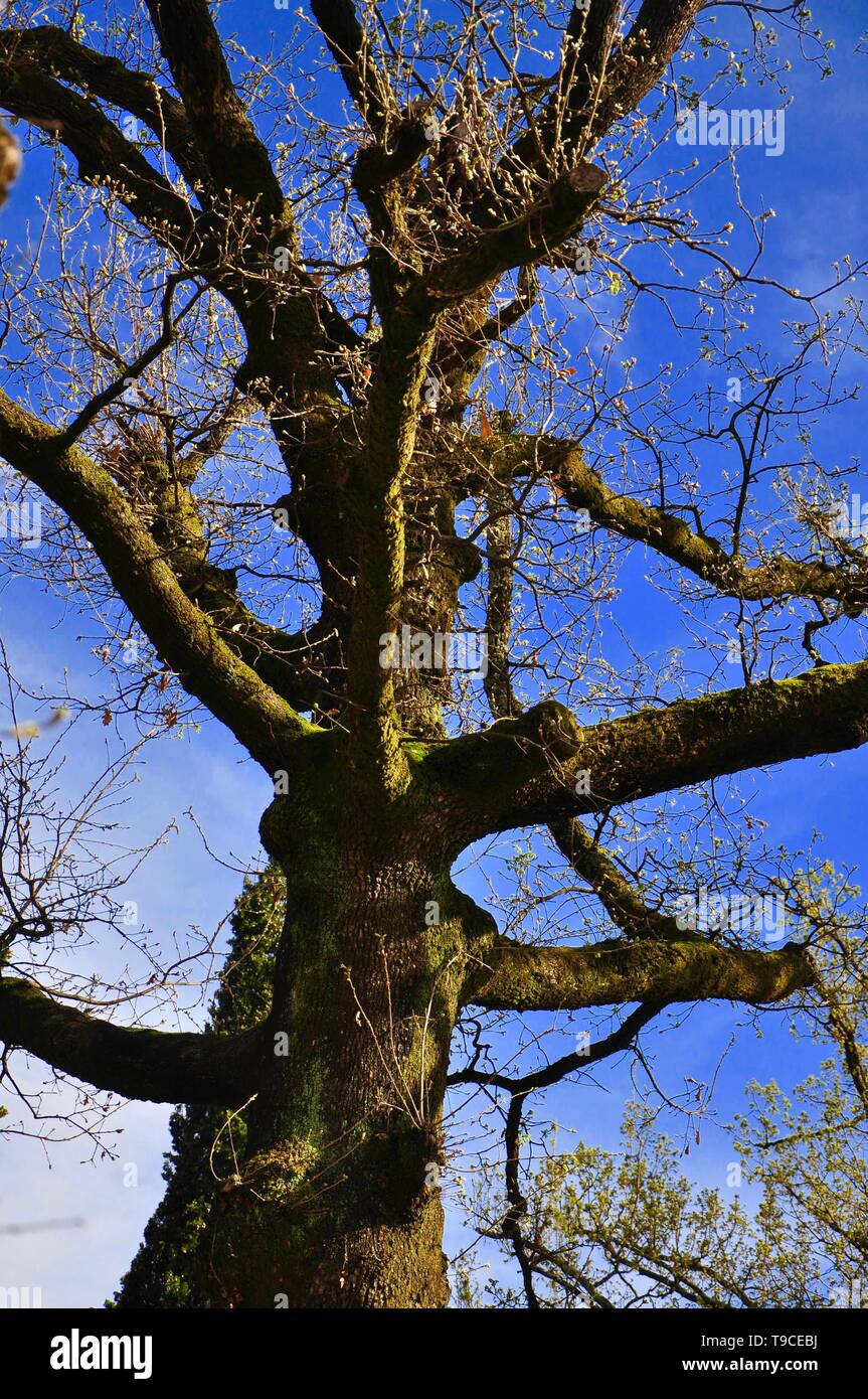 Big trees canopy hi-res stock photography and images - Alamy